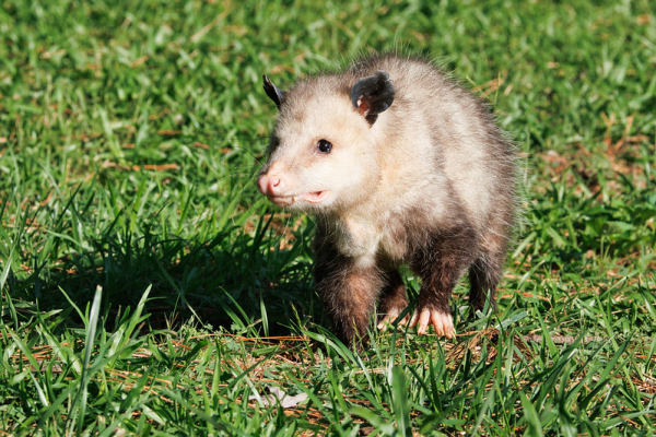 An Opossum in My Arkansas Backyard - Steve Creek Wildlife Photography