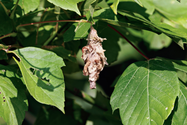 Mystery Moth Cocoon at Sequoyah National Wildlife Refuge - Steve Creek ...