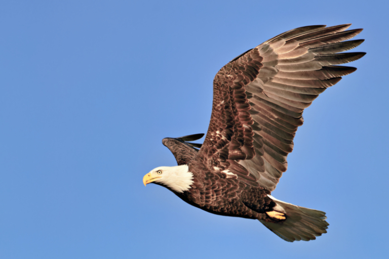 Bald Eagle Flight Behavior - Steve Creek Wildlife Photography