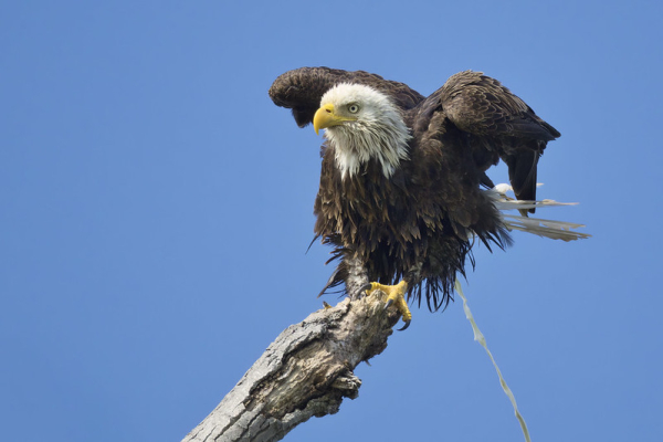 The Bald Eagle's Pooping Pose - Steve Creek Wildlife Photography