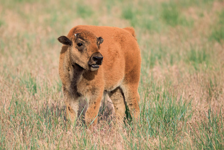 Bison Calf At Antelope Island State Park - Steve Creek Wildlife Photography