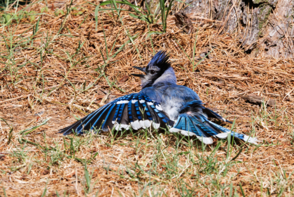 A Blue Jay Soaking Up the Rays - Steve Creek Wildlife Photography