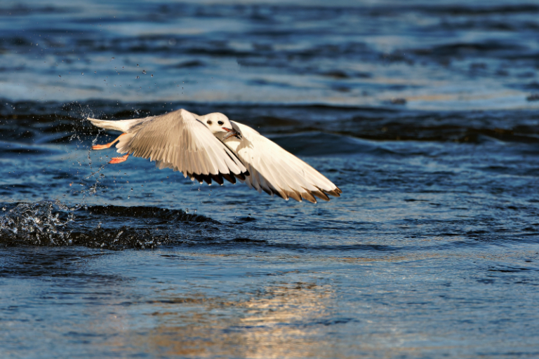 The Varied Diet of Bonaparte's Gulls - Steve Creek Wildlife Photography