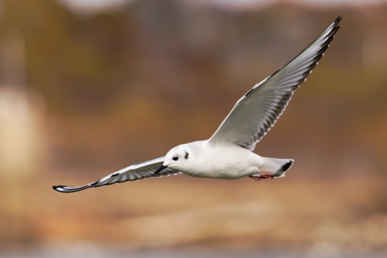 Bonaparte’s Gull in Flight at Sequoyah National Wildlife Refuge - Steve ...