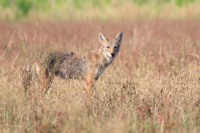 My Encounters With A Young Coyote - Steve Creek Wildlife Photography