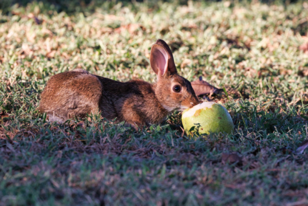 Cottontails in the Pear Orchard Here In Arkansas - Steve Creek Wildlife ...