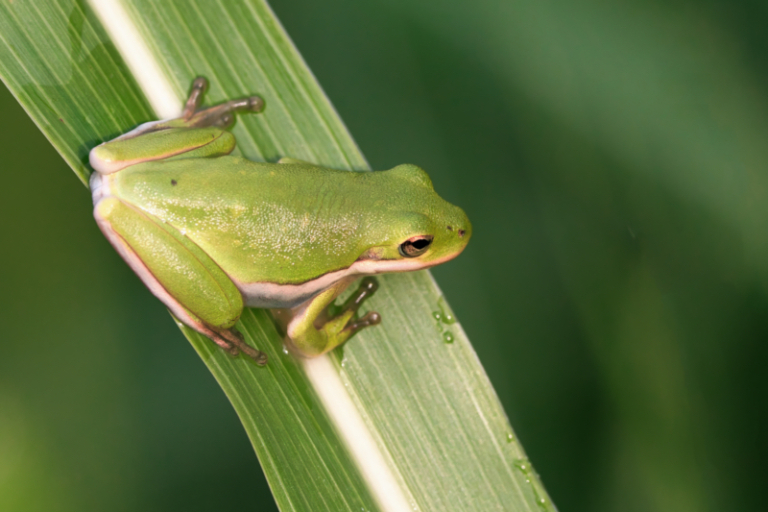 Green Tree Frogs Camouflage in Oklahoma Wetlands - Steve Creek Wildlife ...