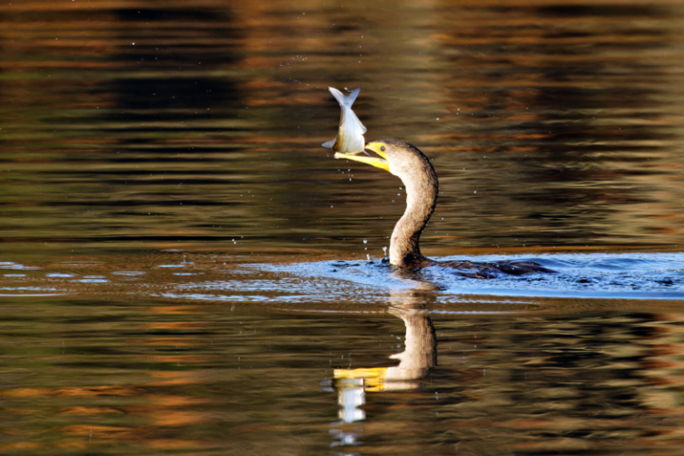 Double-crested Cormorant Fishing Techniques - Steve Creek Wildlife ...