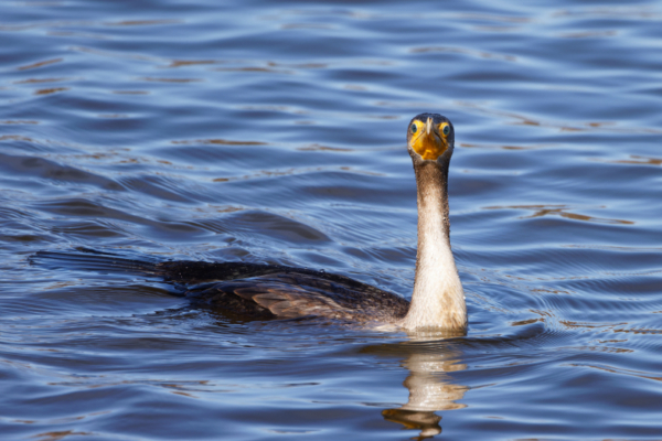 Double-crested Cormorant Close-up - Steve Creek Wildlife Photography