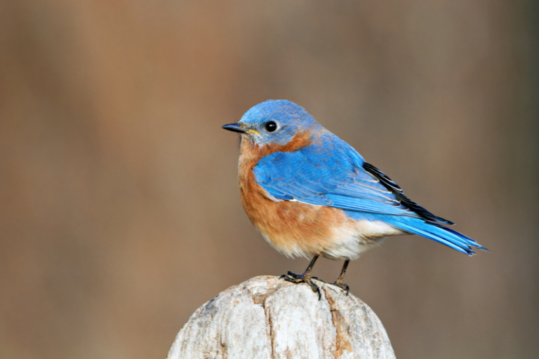 Dealing with Territorial Bluebirds in the Winter - Steve Creek Wildlife ...