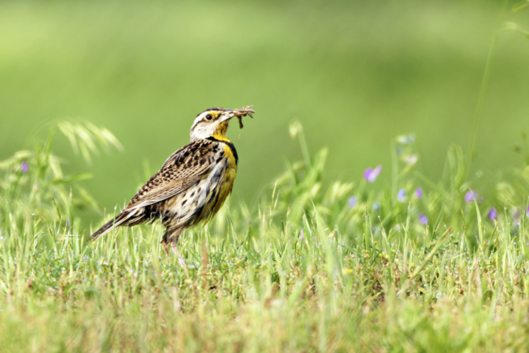 Western and Eastern Meadowlark Differences Explained - Steve Creek ...
