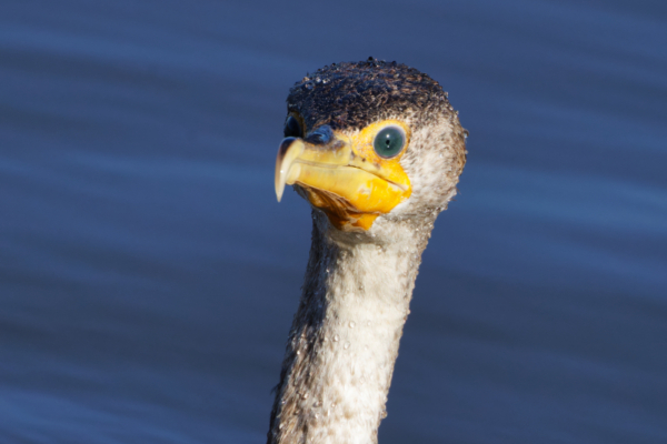 Double-crested Cormorant Close-up - Steve Creek Wildlife Photography