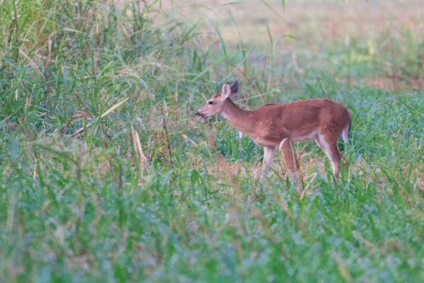 White-tailed Fawn Spots Fading In September - Steve Creek Wildlife ...