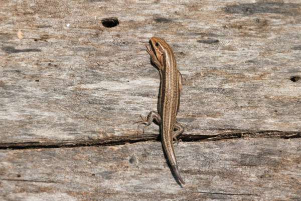 Lizard and Skink Tail Growth After Loss - Steve Creek Wildlife Photography