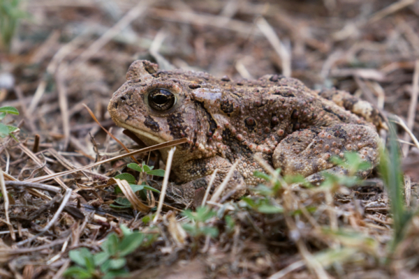 Spotting Fowler's Toads in My Arkansas Backyard - Steve Creek Wildlife ...