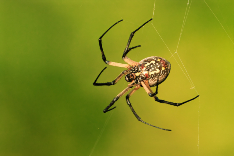 Garden Spider Web Repairs at Tuff Pond - Steve Creek Wildlife Photography