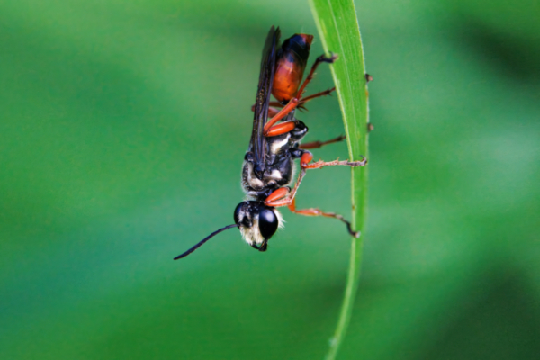 Great Golden Sand Digger Wasp at Sequoyah NWR - Steve Creek Wildlife ...