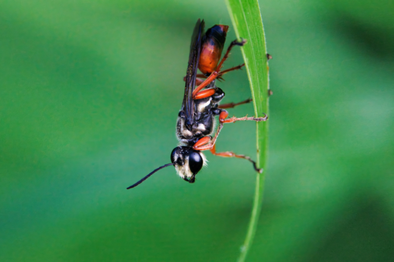 Great Golden Sand Digger Wasp at Sequoyah NWR - Steve Creek Wildlife ...