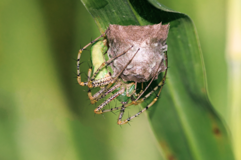 Green Lynx Spider With an Egg Sac - Steve Creek Wildlife Photography