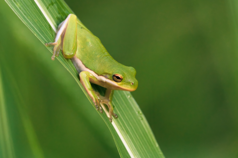 Green Tree Frogs Camouflage in Oklahoma Wetlands - Steve Creek Wildlife ...