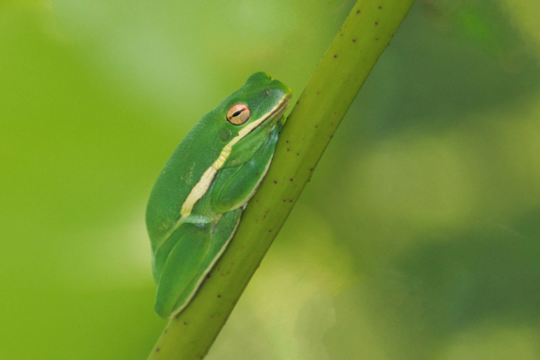 Green Tree Frogs Camouflage in Oklahoma Wetlands - Steve Creek Wildlife ...