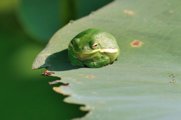 Green Tree Frogs Camouflage in Oklahoma Wetlands - Steve Creek Wildlife ...