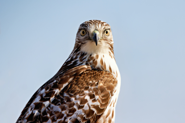 Identifying a Mysterious Hawk - Red-tailed or Krider's? - Steve Creek ...