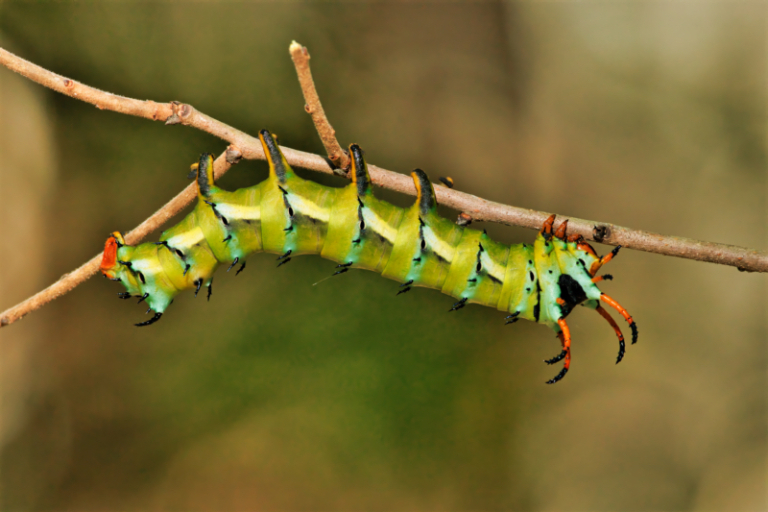 Hickory Horned Devil Caterpillar in Arkansas Forest - Steve Creek ...