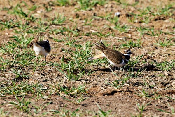 The Surprising Meaning Behind a Killdeer's Tail Flagging Display - Steve Creek Wildlife Photography