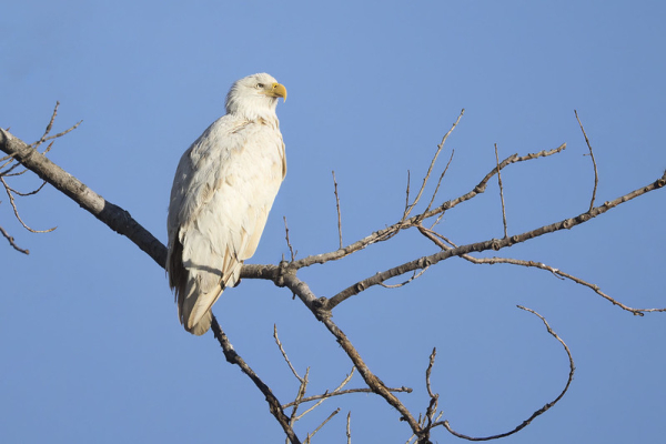 Leucistic Bald Eagle at Sequoyah National Wildlife Refuge - Steve Creek Wildlife Photography