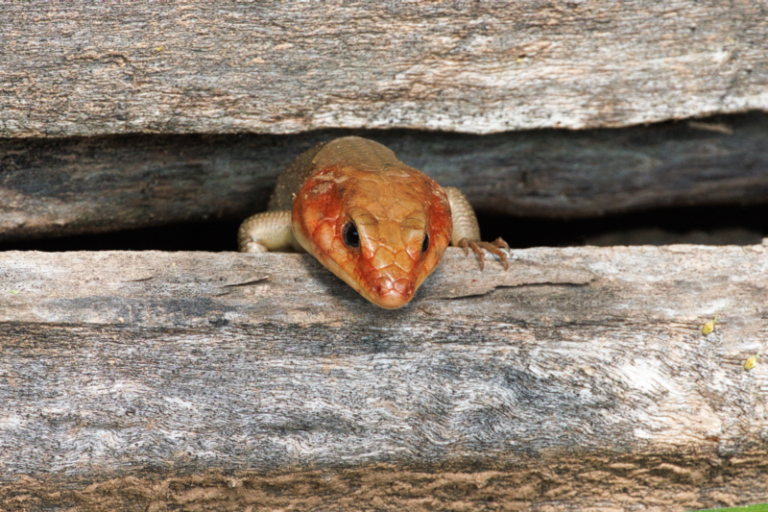 Hibernation Habits of Five-lined Skinks - Steve Creek Wildlife Photography