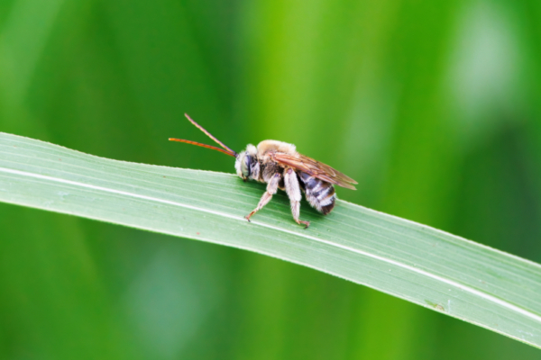 Long-horned Bee: A Remarkable Pollinator - Steve Creek Wildlife Photography