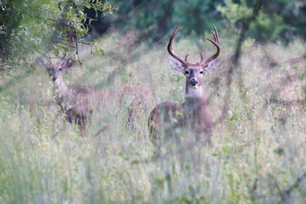 Velvet Antlers on Oklahoma White-tailed Bucks - Steve Creek Wildlife ...