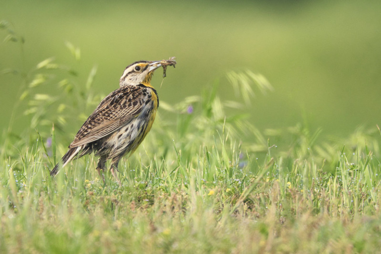 Meadowlark with a Tasty Treat - Steve Creek Wildlife Photography