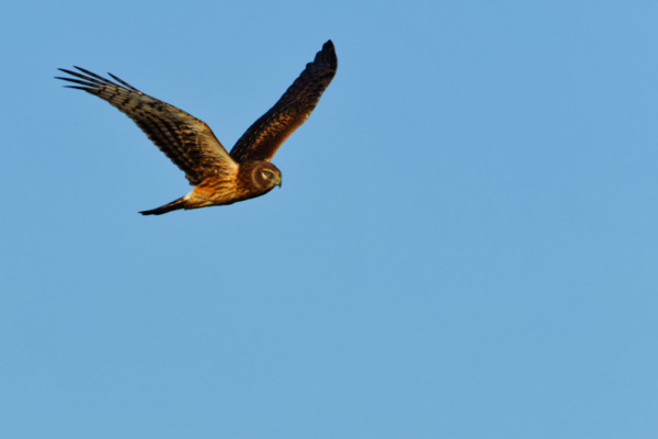 Capturing the Grace of the Northern Harrier In Flight - Steve Creek ...