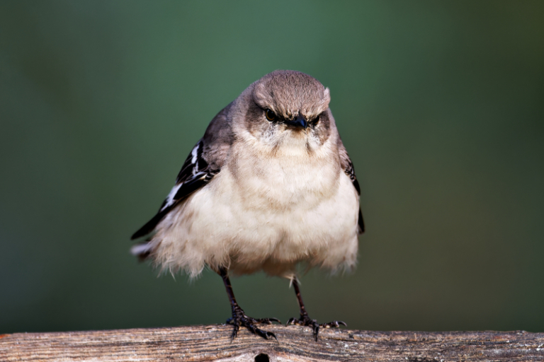Territorial Mockingbirds In My Yard This Winter - Steve Creek Wildlife ...
