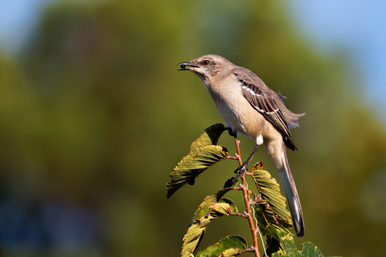 Territorial Mockingbirds In My Yard This Winter - Steve Creek Wildlife ...