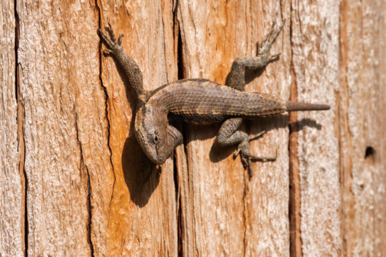 Lizard and Skink Tail Growth After Loss - Steve Creek Wildlife Photography