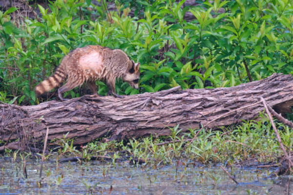 The Raccoon with the Bare Spot: A Wildlife Mystery - Steve Creek ...