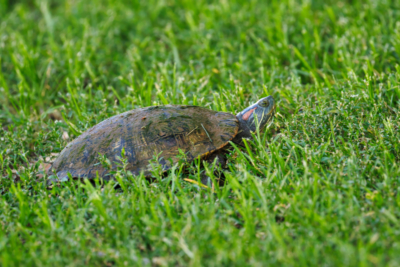Red-eared Slider Laying Eggs - Steve Creek Wildlife Photography