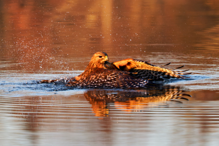 Red-shouldered Hawk Snatches Fish from Lake - Steve Creek Wildlife ...