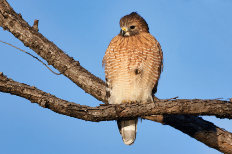 A Red-shouldered Hawk's One-Legged Perch - Steve Creek Wildlife Photography