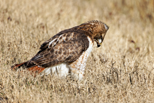 Red-tailed Hawk Standing In Grass - Steve Creek Wildlife Photography
