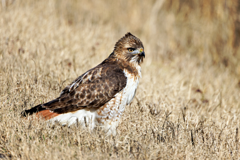 Red-tailed Hawk Standing In Grass - Steve Creek Wildlife Photography