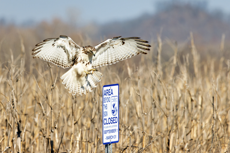 Witnessing a Red-tailed Hawk's Art of Landing - Steve Creek Wildlife ...