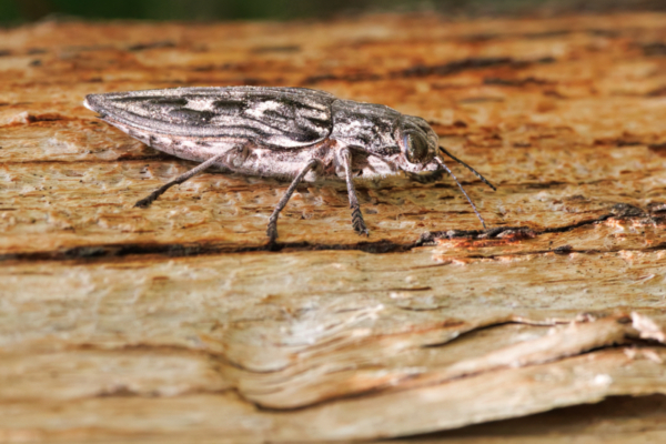 Sculptured Pine Borer Beetle on Utility Pole - Steve Creek Wildlife ...