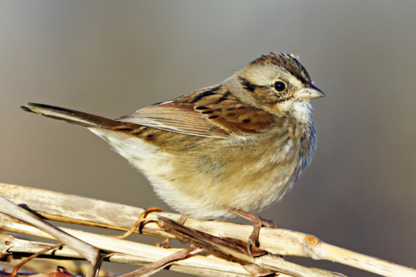 Swamp Sparrow Pictures and Facts - Steve Creek Wildlife Photography