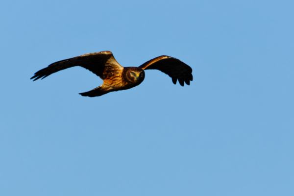 Capturing the Grace of the Northern Harrier In Flight - Steve Creek ...