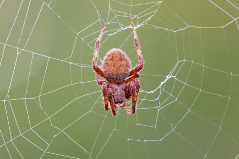 Orb Weaver Spider on a Mountain Bike Trail - Steve Creek Wildlife ...