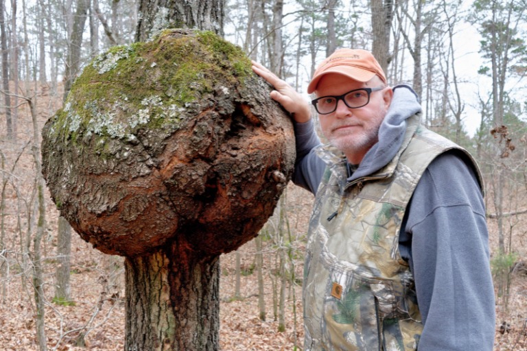 Burl Or Gall On A Tree Trunk? - Steve Creek Wildlife Photography